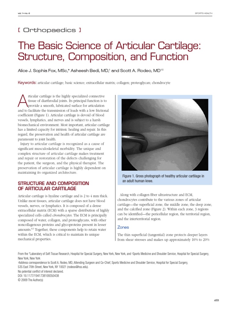 The Basic Science of Articular Cartilage: Structure, Composition, and ...