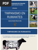 Timpanismo Trabajo Grupal 1 | PDF | Vacas | Rumiante