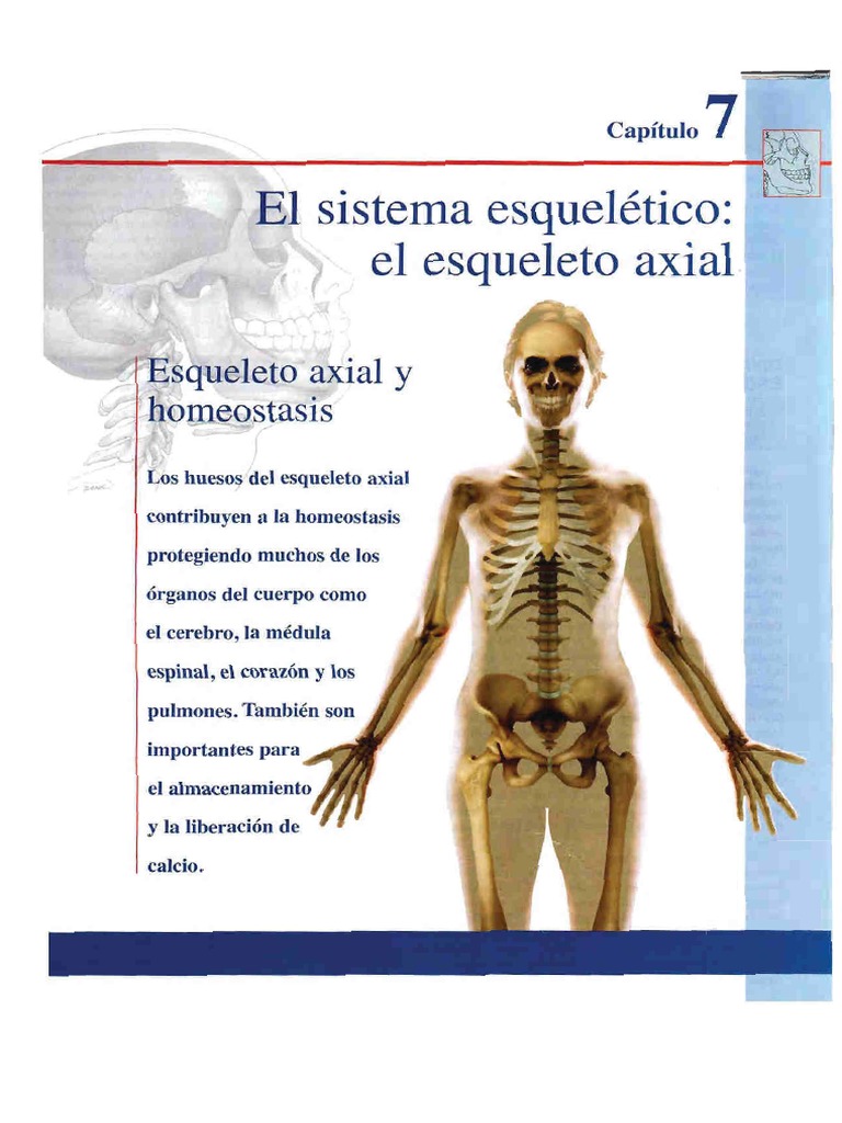 Esqueleto Axial: Principios de Antomia y Fisiologia Gerard Tortora | PDF