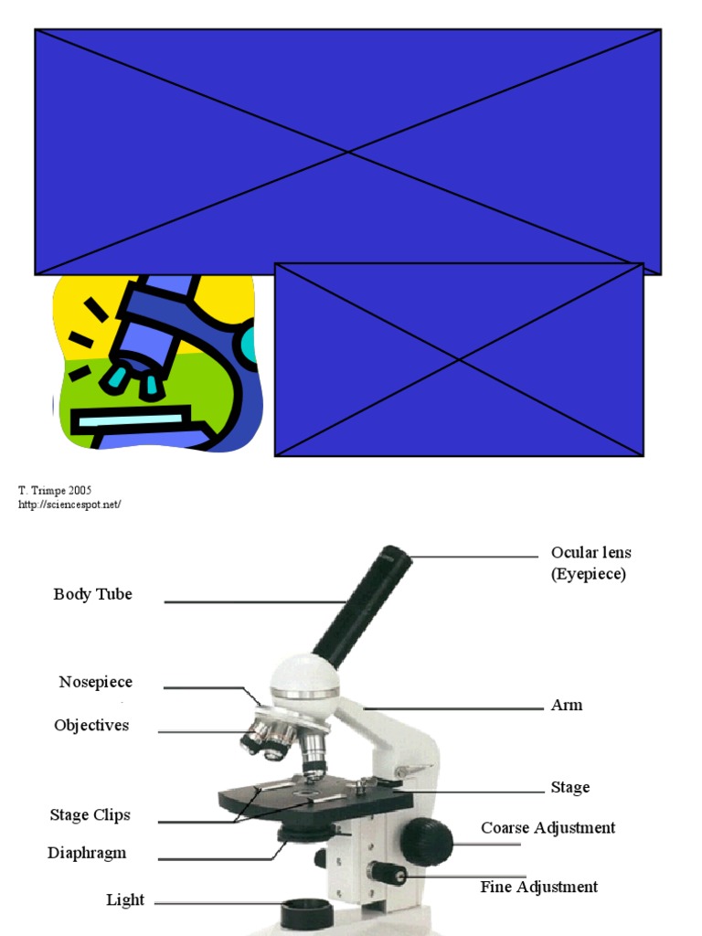 Microscope Basics | Download Free PDF | Microscopy | Optics