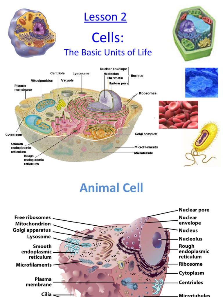 Overview of Animal and Plant Cell Organelles | PDF