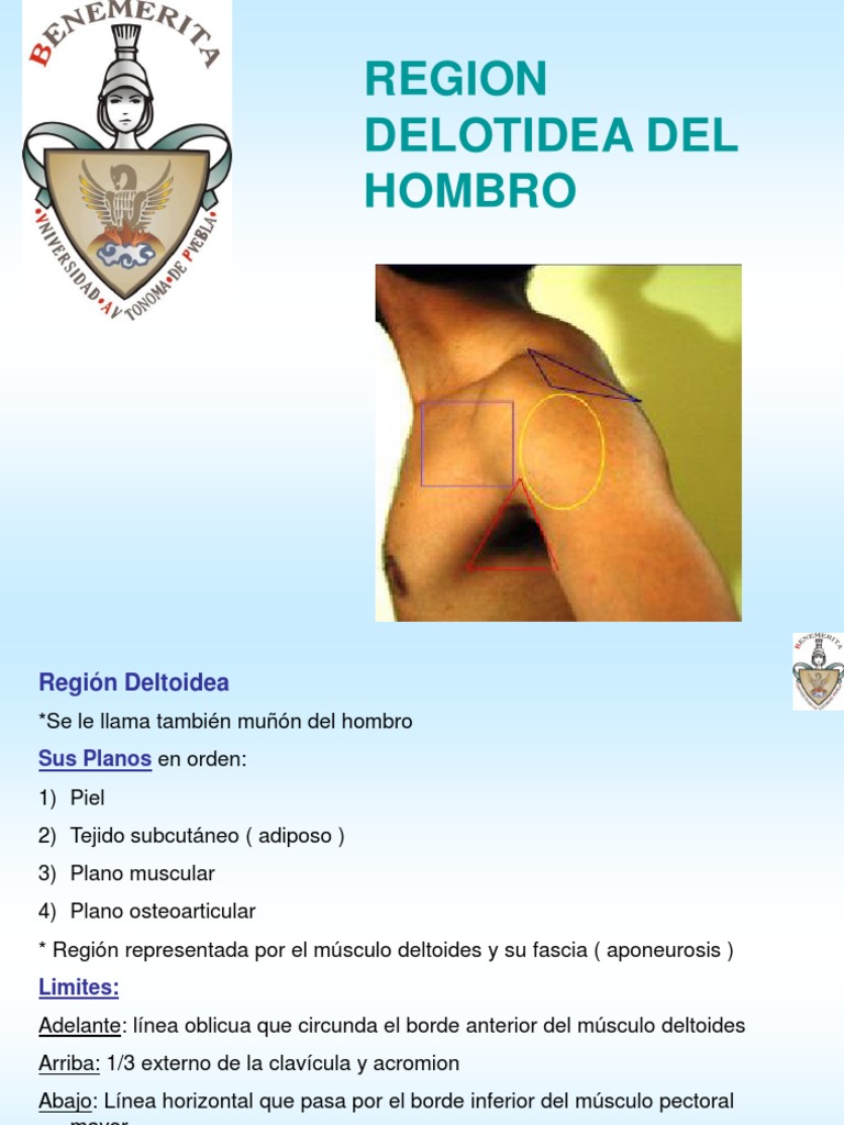 Region Deltoidea (Hombro) | PDF | Hombro | Articulaciones