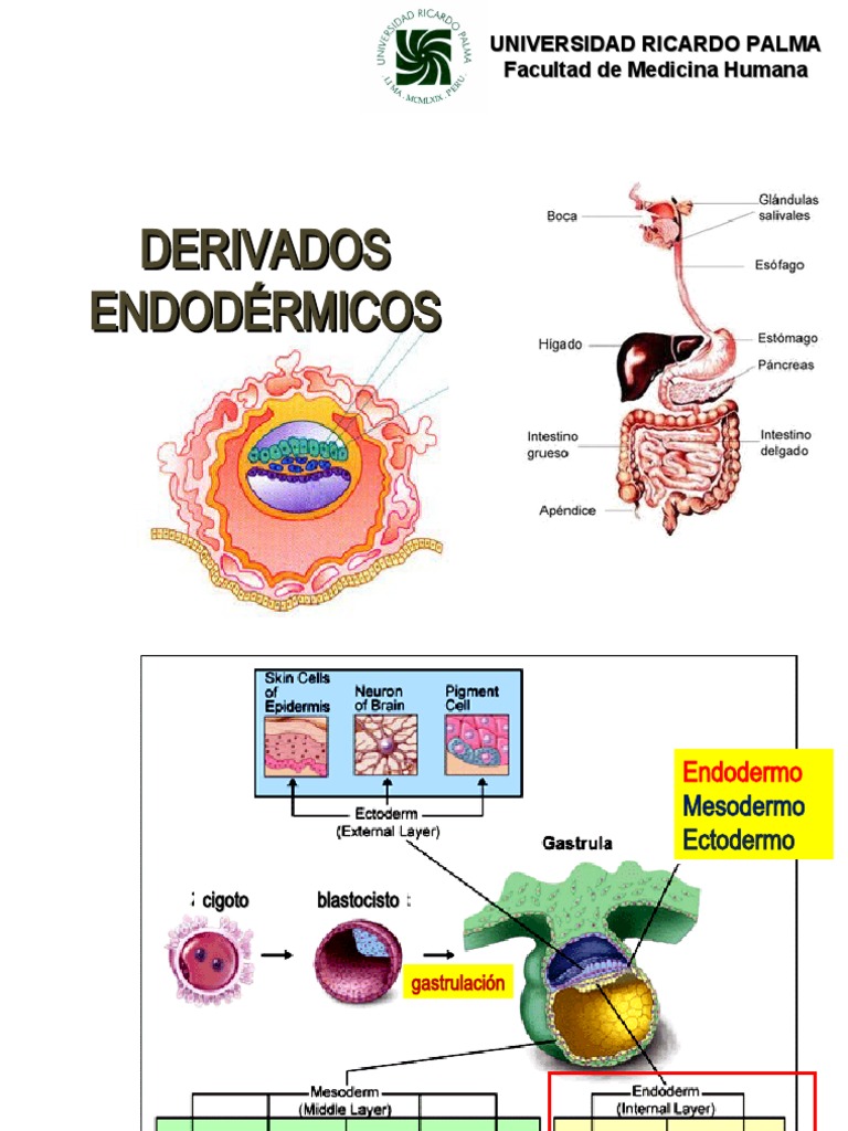 Lab 10 Derivados Del Endodermo | PDF | Abdomen | Intestino grueso