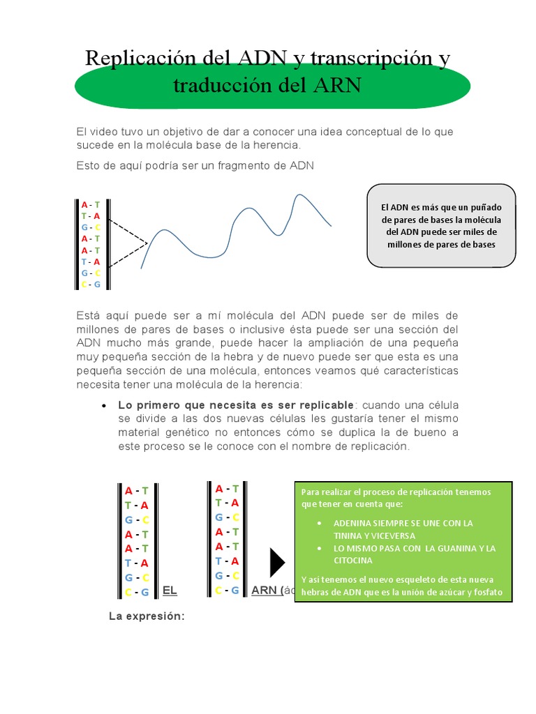 Replicación, transcripción y traducción del ADN | PDF | Adn | Rna