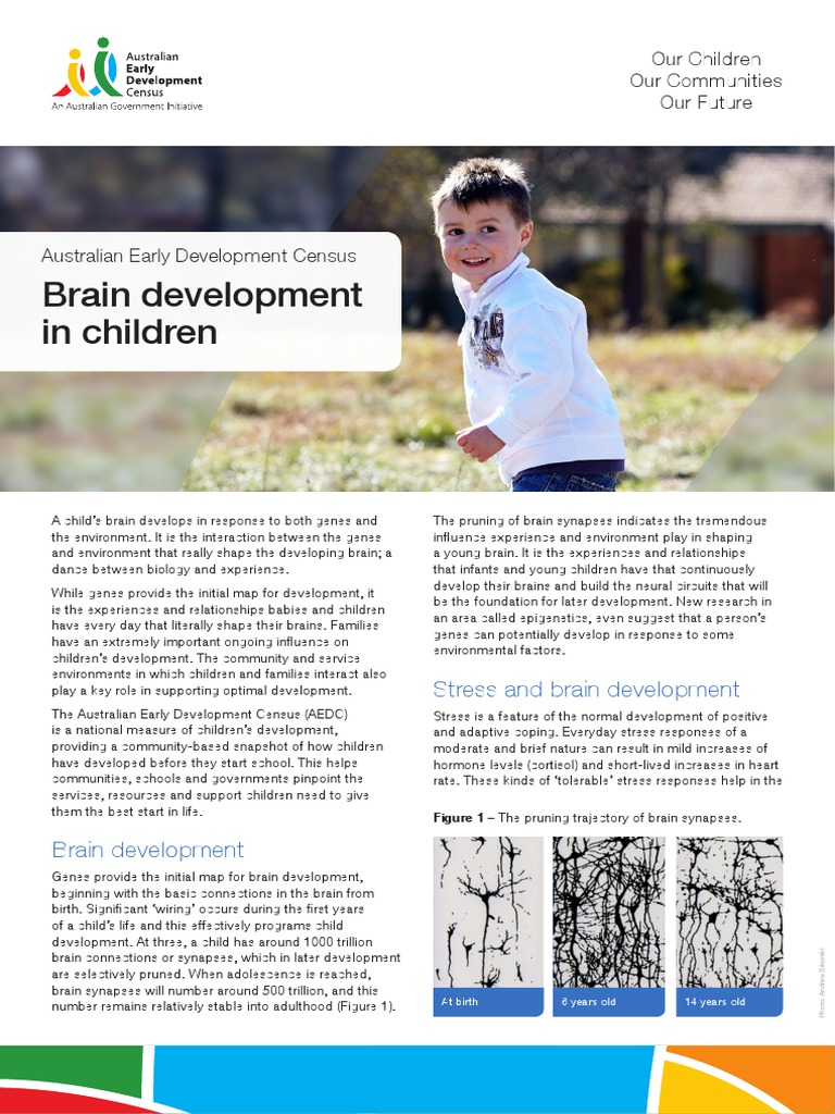Brain Development in Children | PDF | Stress (Biology) | Human Life Stages