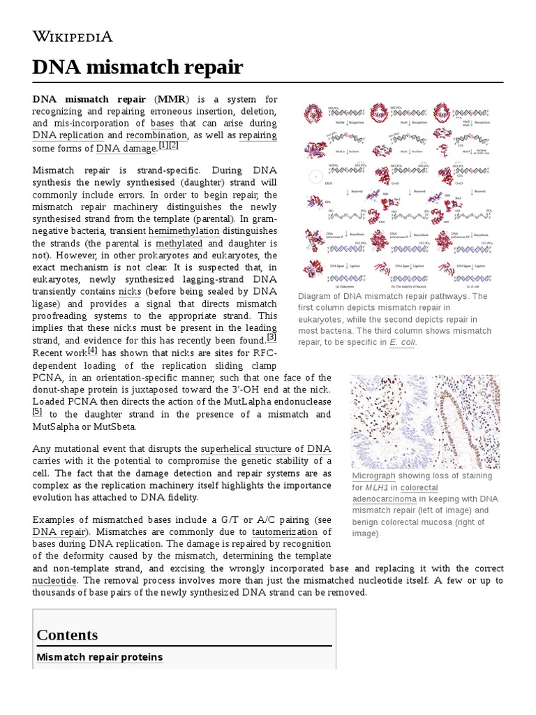 DNA Mismatch Repair (MMR) Is A System For | PDF | Dna Repair | Biochemistry
