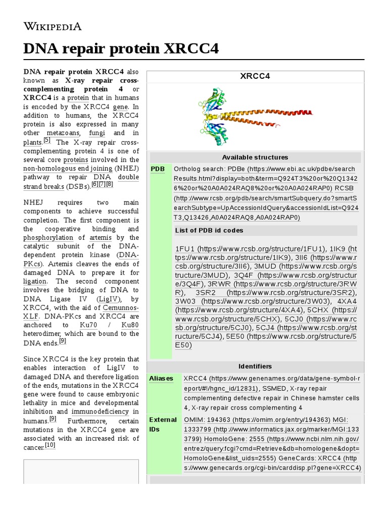 DNA Repair Protein XRCC4 | PDF | Dna Repair | Cellular Processes