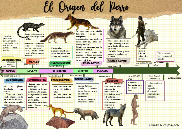 Cronología De La Evolución De Los Perros Las Distintas Etapas De La