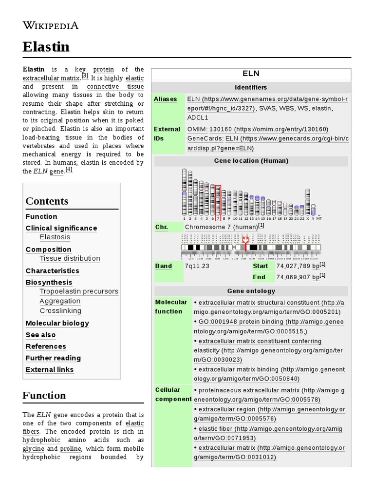 Elastin: Elastin Is A Key Protein of The | PDF | Cell Biology ...