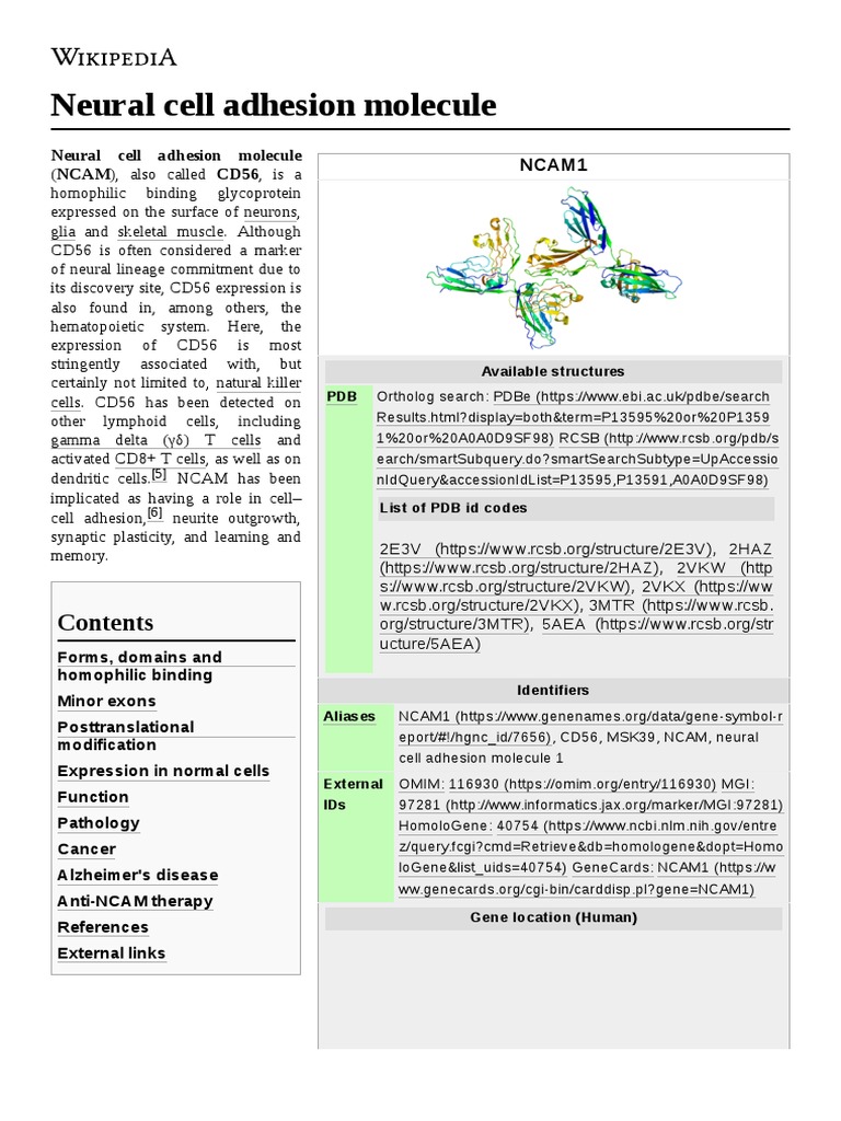 Neural Cell Adhesion Molecule | PDF | Life Sciences | Biochemistry