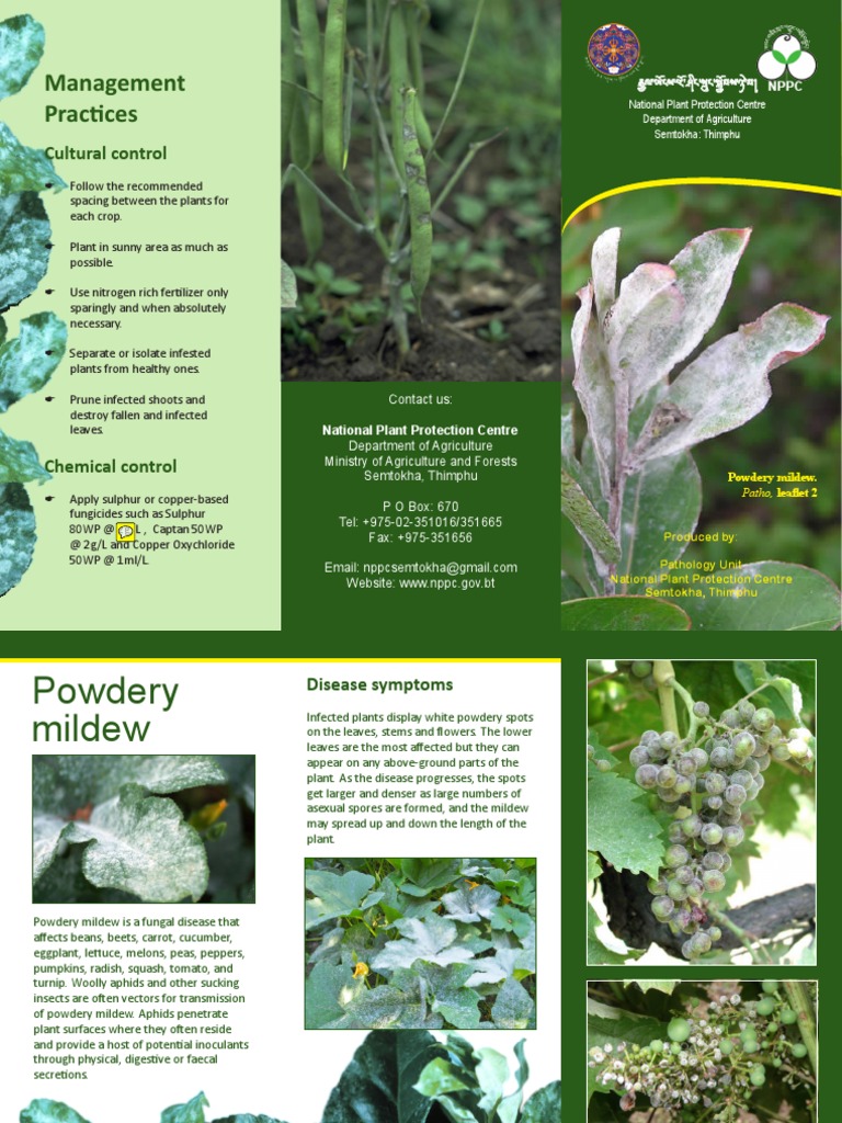 Powdery Mildew | PDF | Branches Of Botany | Fungus
