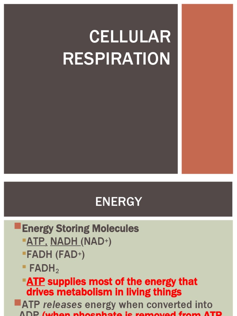 Cellular Respiration Fermentation 2017 UPDATED Use For 2019 | PDF ...
