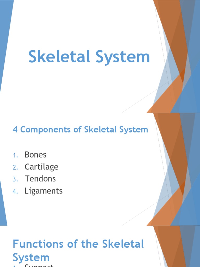 Skeletal System | PDF | Vertebra | Bone