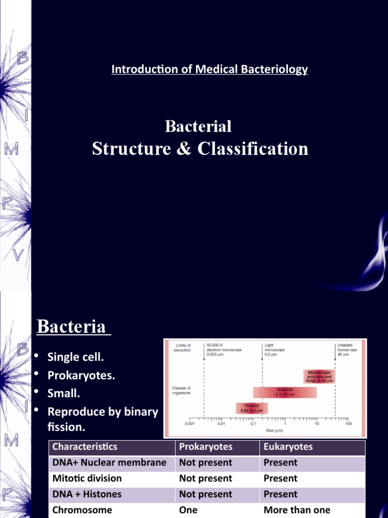 Structure & Classification: Bacterial | PDF | Bacteria | Gram Positive ...