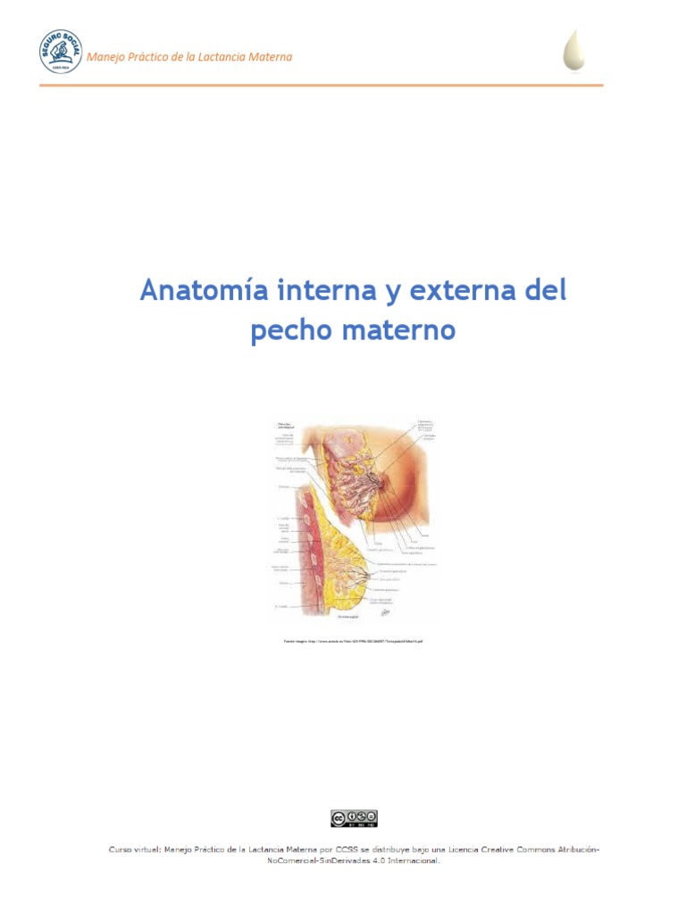 Anatomía y Manejo de la Lactancia Materna | PDF | Pecho | Anatomia animal