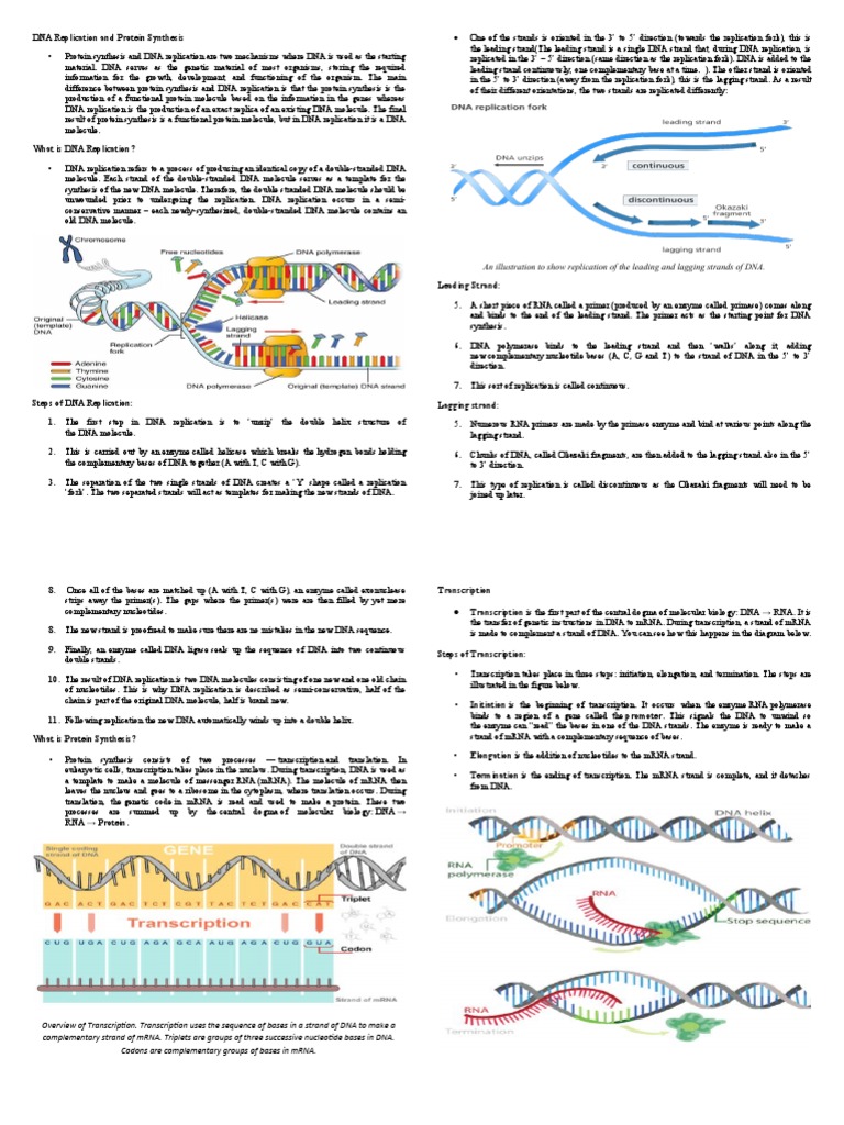 DNA Replication and Protein Synthesis | PDF | Messenger Rna ...