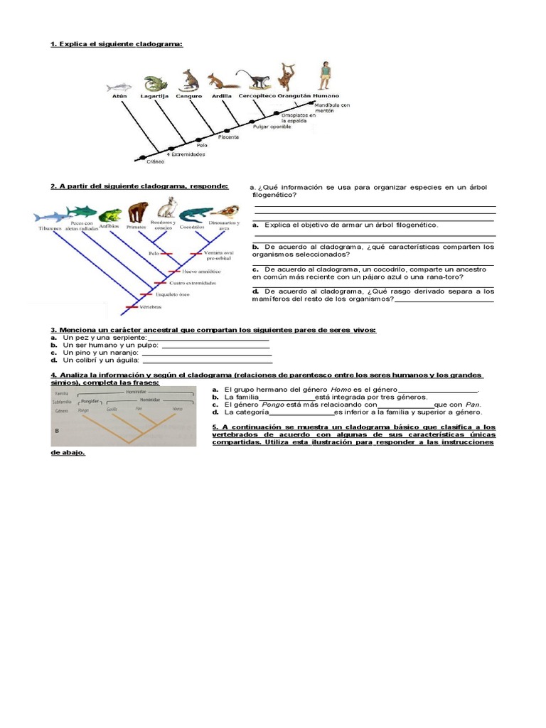 Hoja De Trabajo Del Cladograma