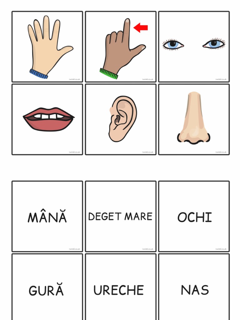 T T 23132 Partile Corpului Cartonase de Punere in Corespondenta | PDF