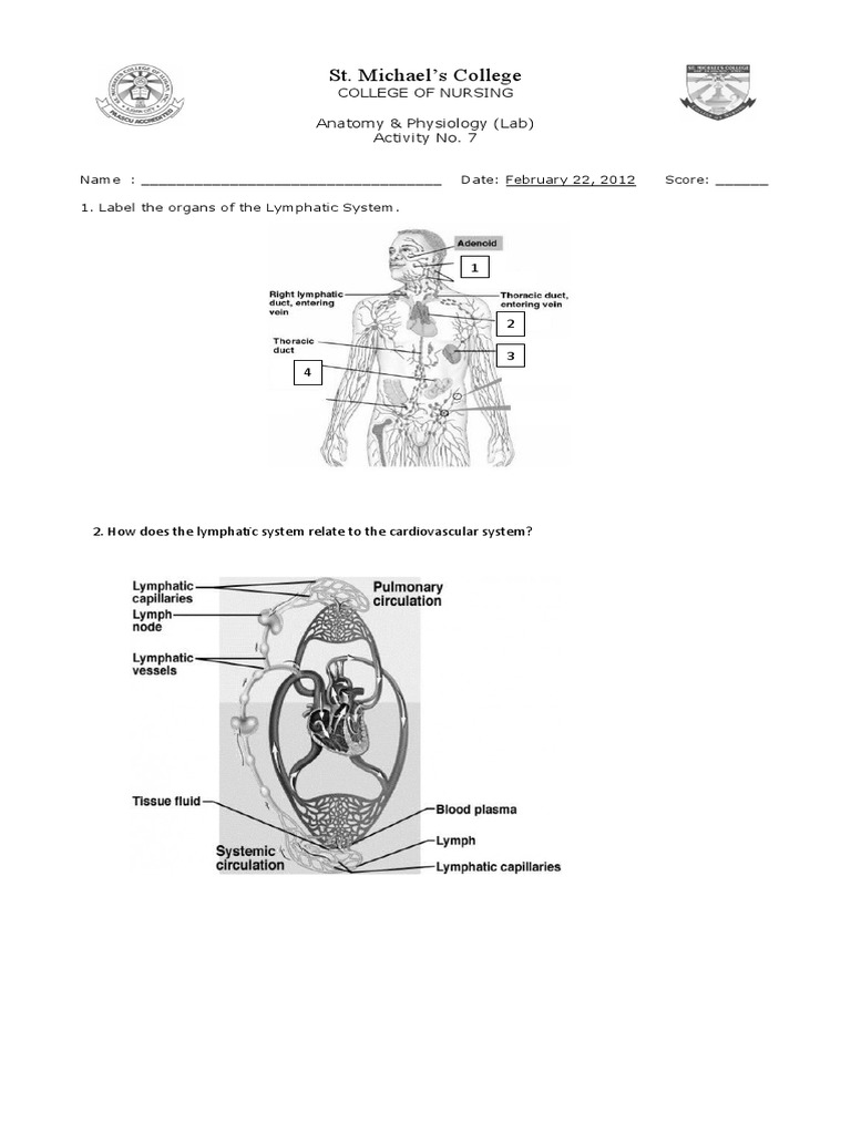 St. Michael's College: College of Nursing Anatomy & Physiology (Lab ...