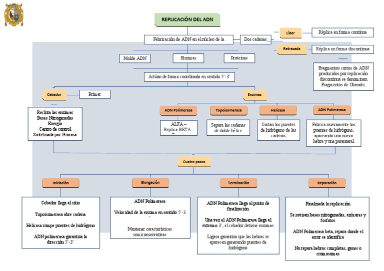Mapa Conceptual Adn | PDF | Replicación De Adn | Adn