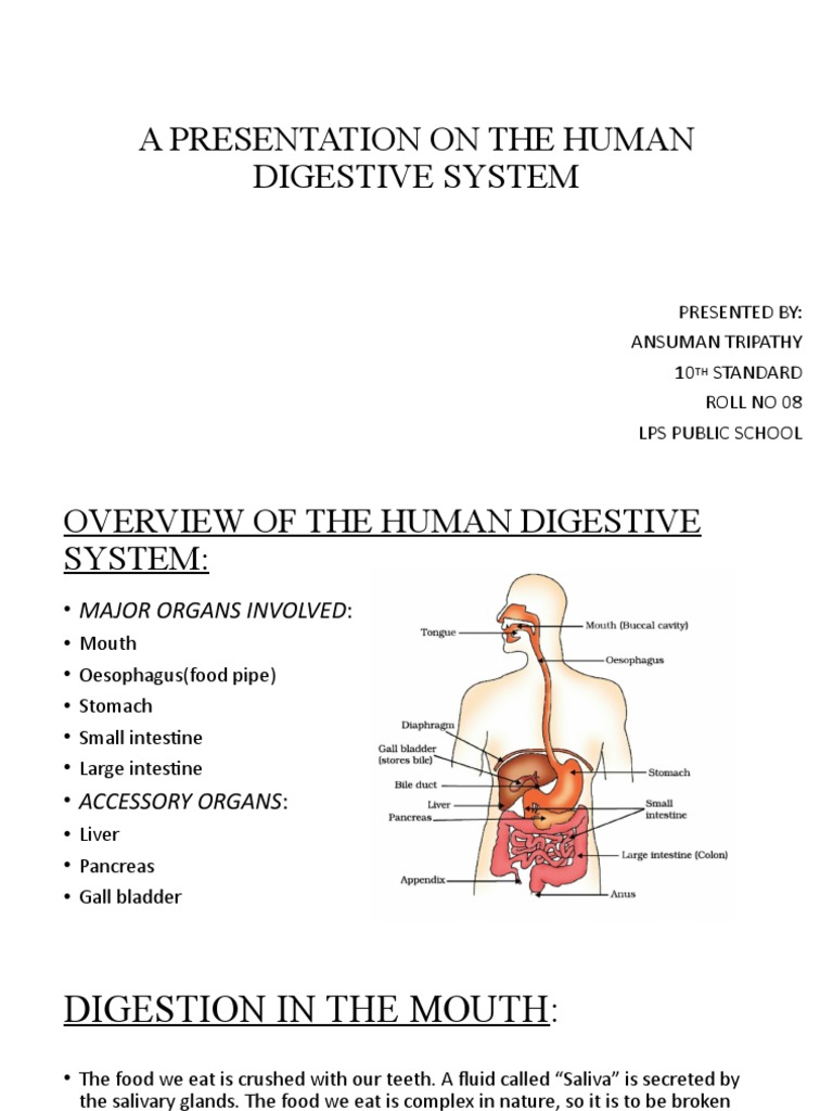The Human Digestive System | PDF | Digestion | Stomach