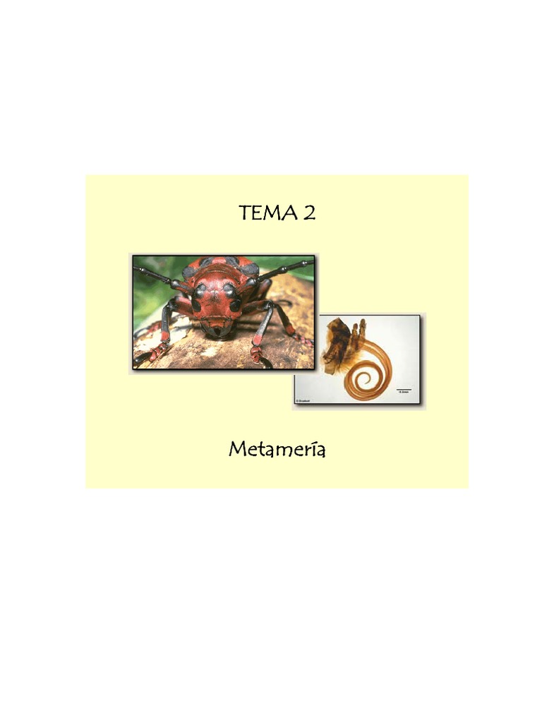 Tema 2. Metamería | PDF | Insectos | Artrópodos