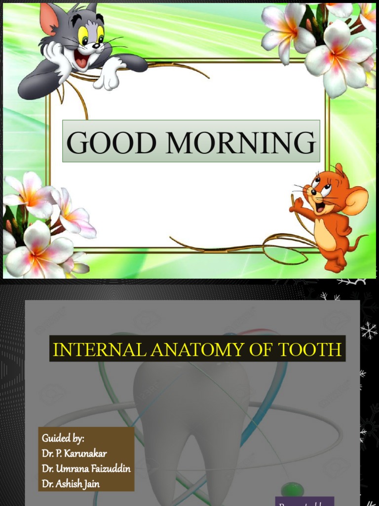 Internal Anatomy of Tooth.. | PDF | Tooth | Primate Anatomy