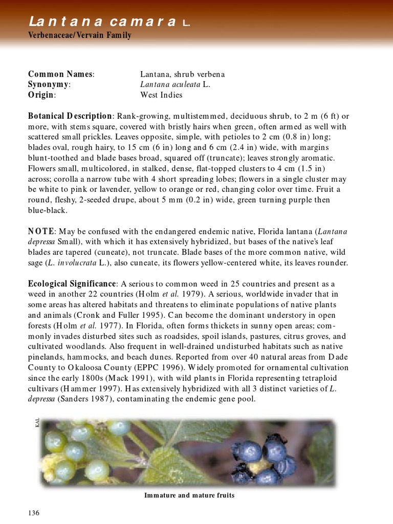 Lan Tana | PDF | Leaf | Horticulture And Gardening