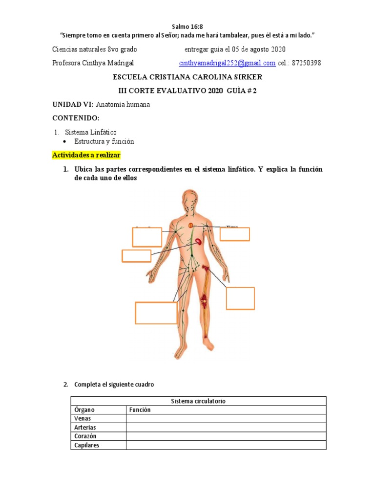 Ciencias Naturales 8vo Grado Entregar Guía El 03 de Agosto 2020 | PDF ...