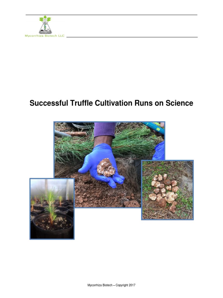 Successful Truffle Cultivation Runs On Science: Mycorrhiza Biotech ...
