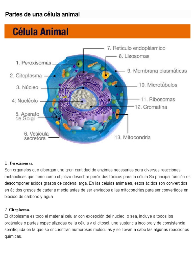 Celula Animal y Vegetal | PDF | Citoplasma | Mitocondria