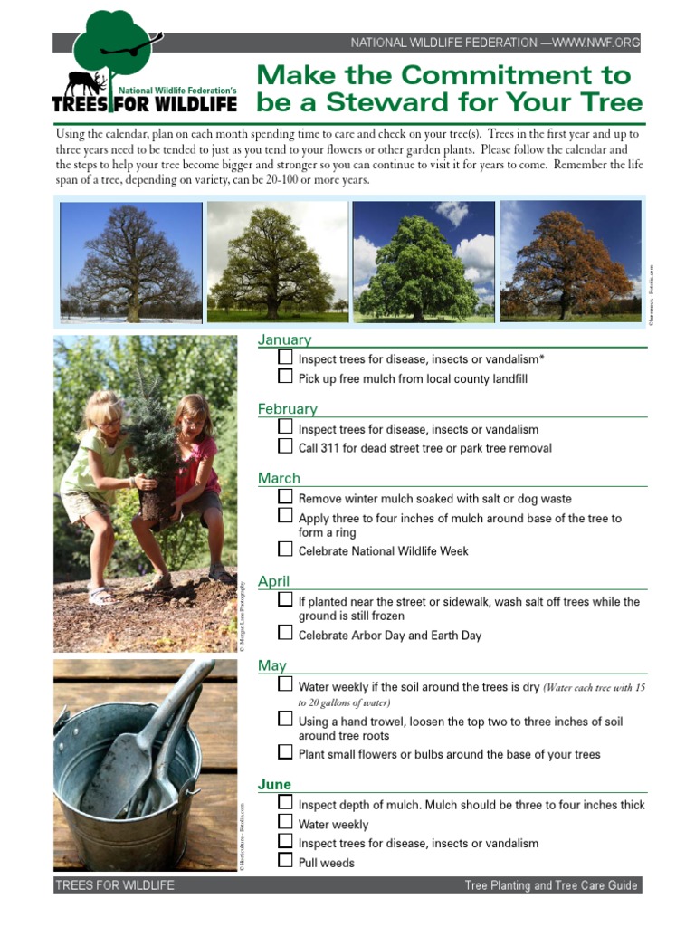 Make The Commitment To Be A Steward For Your Tree | PDF | Mulch | Trees