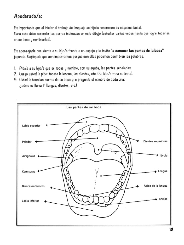Dibujos De La Boca Y Sus Partes Partes De La Boca Conoce El Nombre De