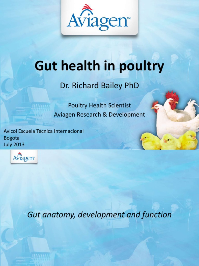 Enhancing Gut Health in Poultry | PDF | Gastrointestinal Tract | Small ...