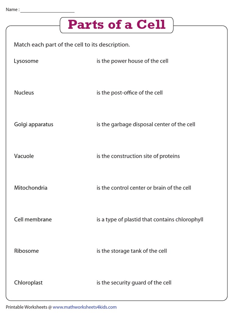Parts of A Cell: Match Each Part of The Cell To Its Description | PDF