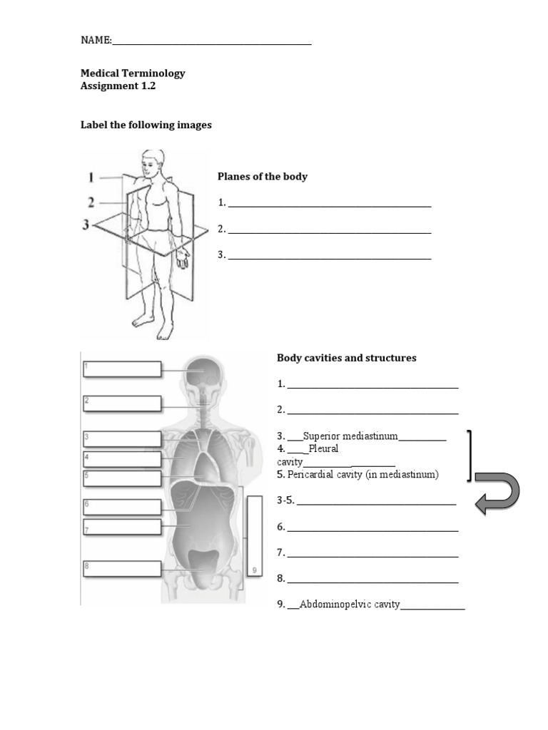 Medical Terminology Assignment 2 | PDF | Abdomen | Thorax