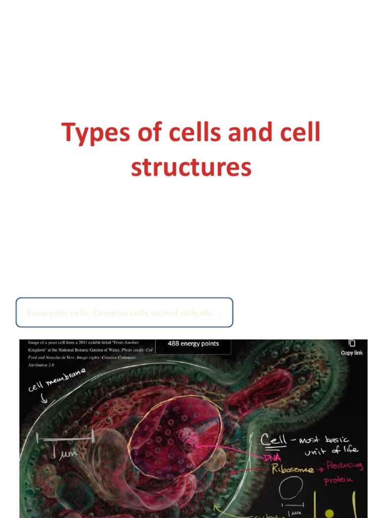 Types of Cells and Cell Structures | PDF
