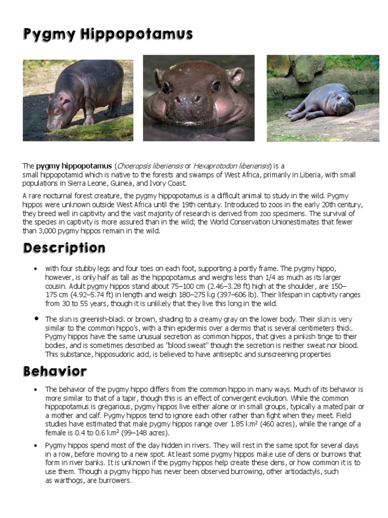 Pygmy Hippopotamus: Description | PDF | Even Toed Ungulates | Mammals ...