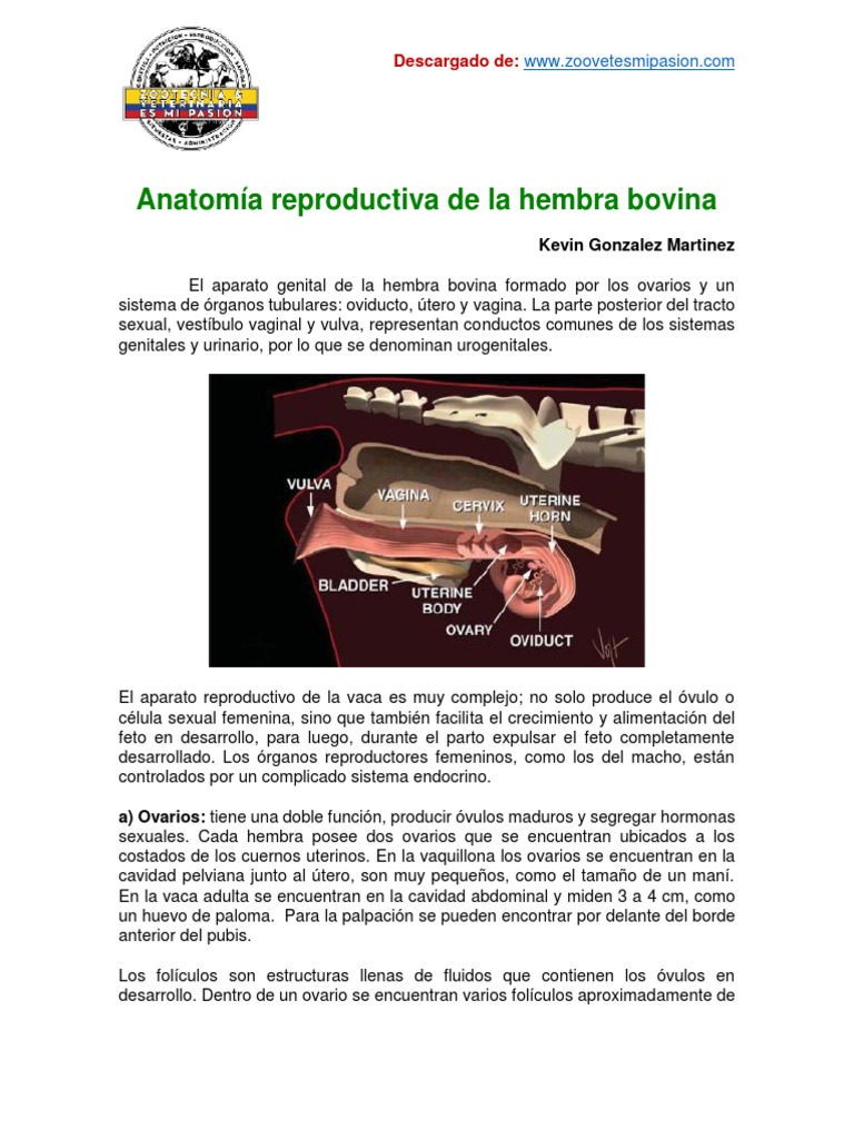 Anatomia Reproductiva de La Hembra Bovina | PDF | Vagina | Útero