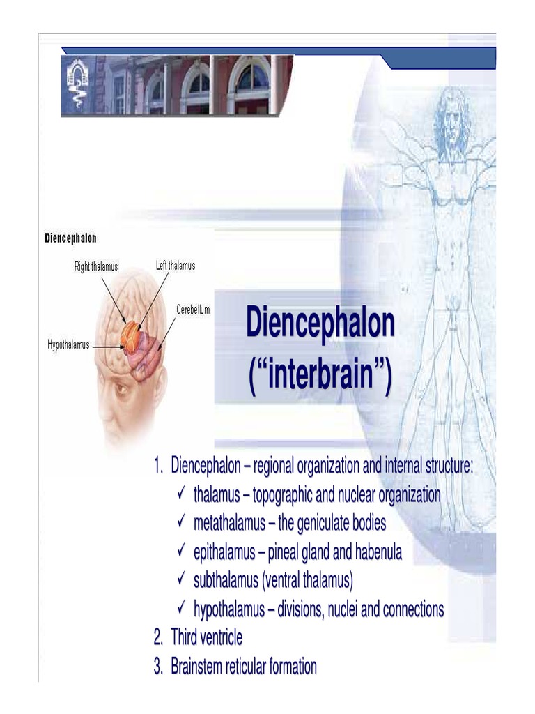 Diencephalon (" Interbrain ") | PDF | Thalamus | Hypothalamus