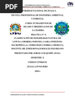 Coniferas y Latifoliadas | PDF | Madera | Hoja