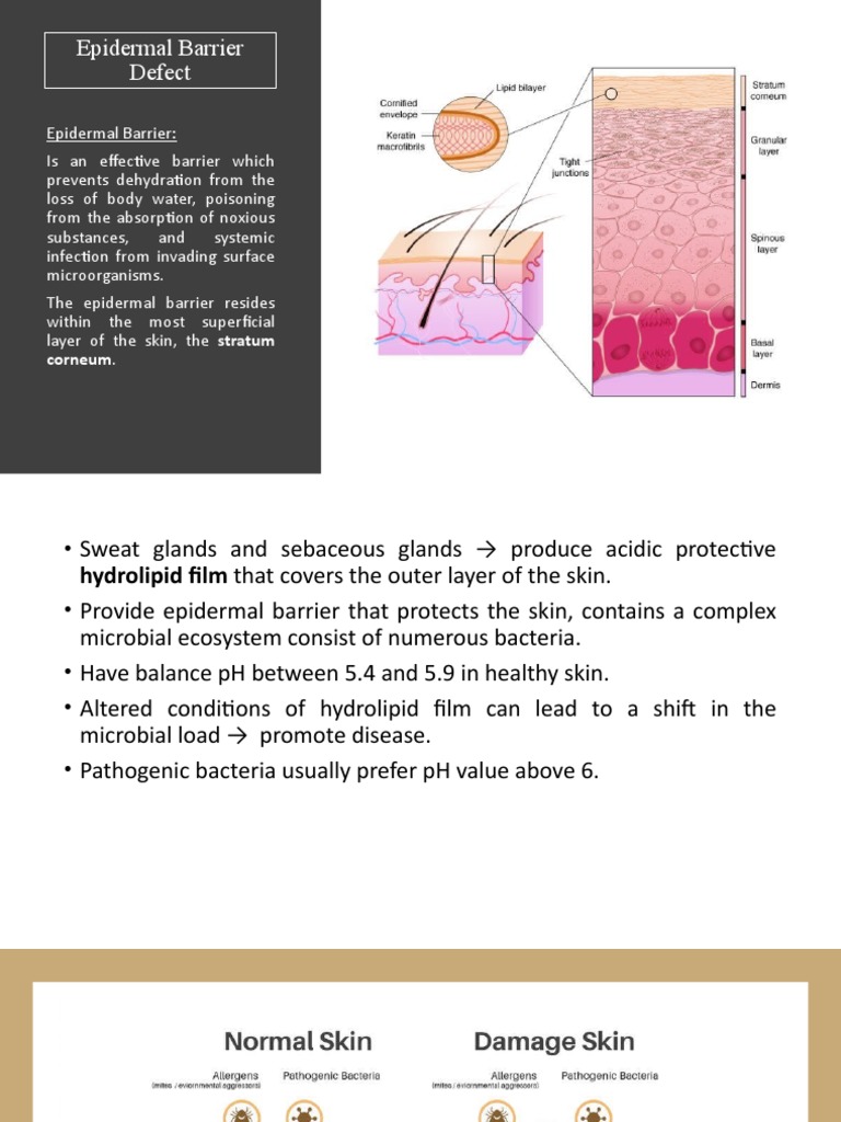 Epidermal Barrier Defect | PDF | Science & Mathematics
