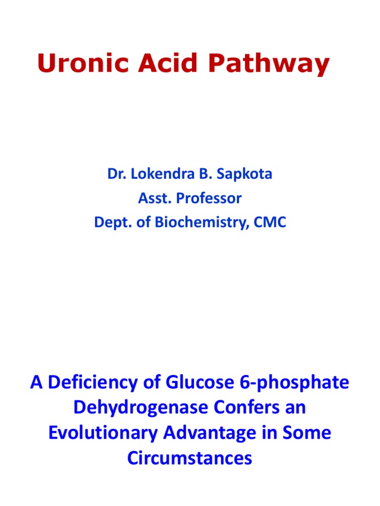 Uronic Acid Pathway | PDF | Metabolism | Enzyme