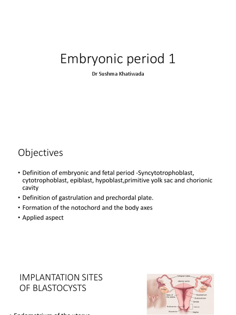 Definition of Embryonic Period Explained | PDF | Implantation (Human ...