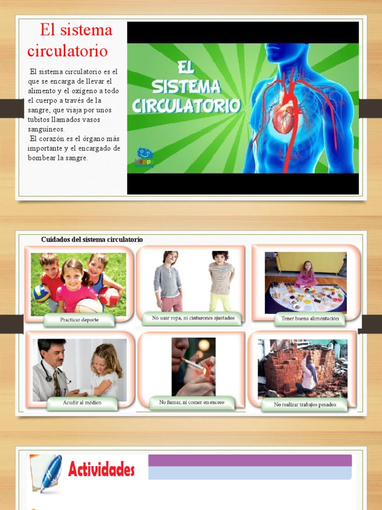Semana 2 Sistema Circulatorio | PDF | Arte | Ciencia y matemáticas