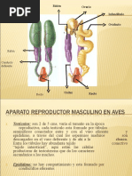 Anatomia y Fisiologia de Aparato Reproductor Del Gallo | PDF | Salud y ...