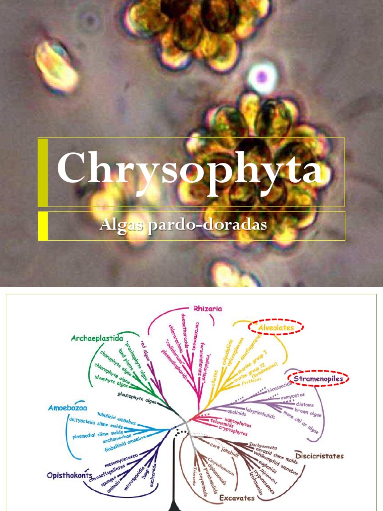 5 Chrysophyta 2019 | PDF | Algas | Eucariotas