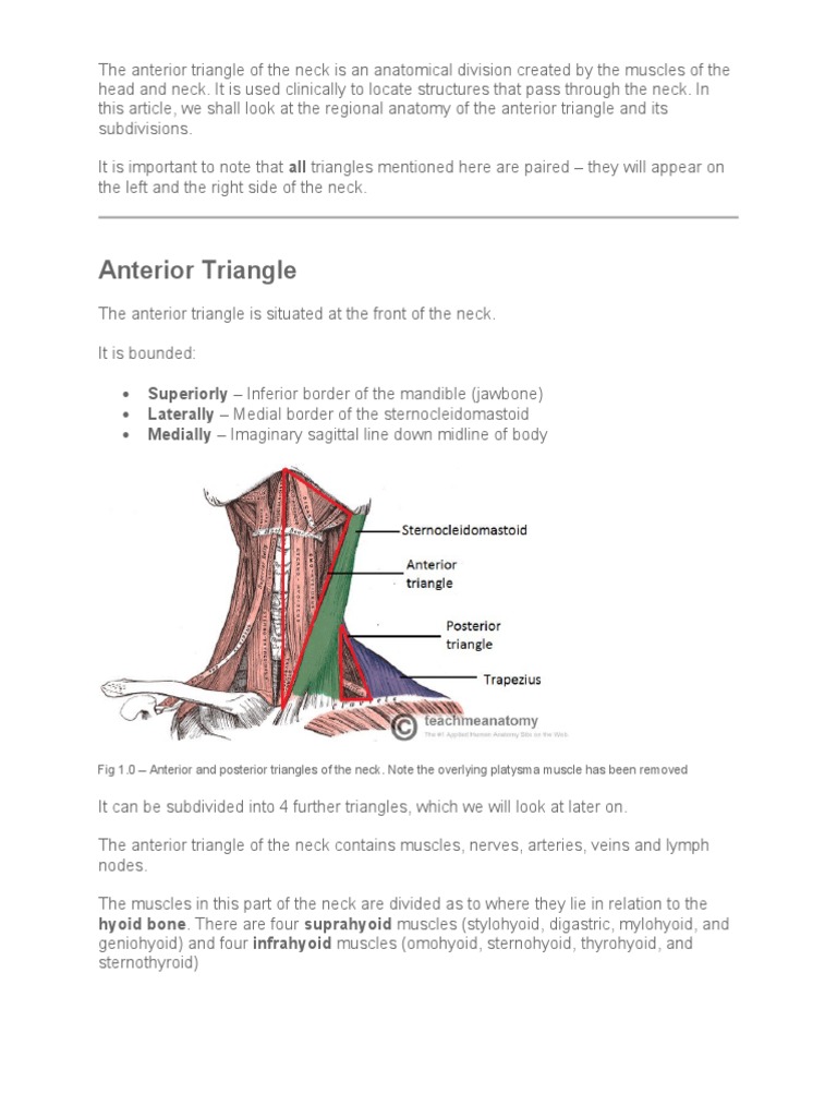 The Anterior and Posterior Triangles of The Neck | PDF | Neck | Common ...