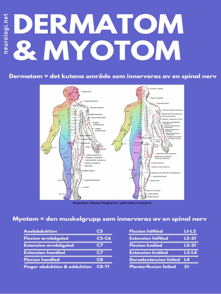Dermatom Myotom PDF | PDF