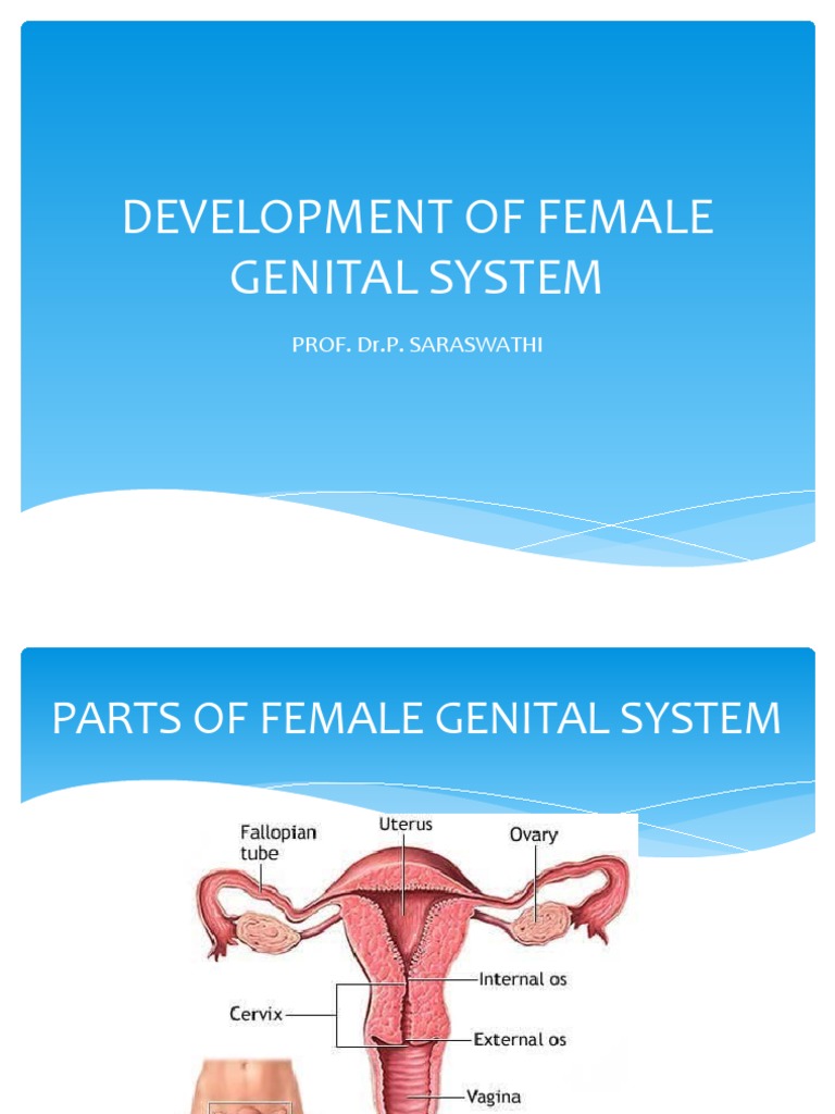 Development of the Female Genital System | PDF